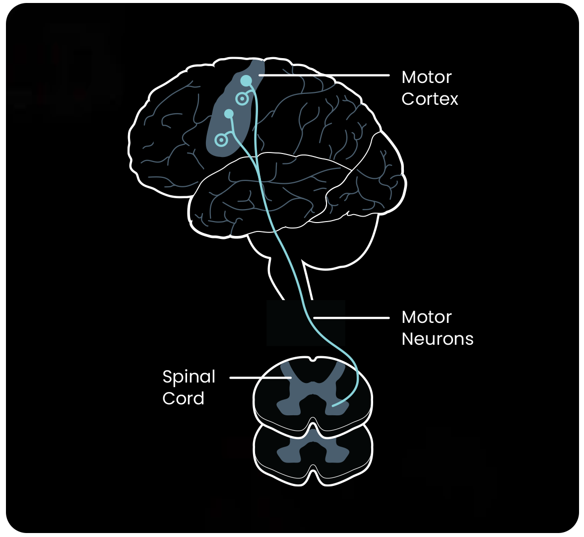 How Our EMG Wristband Works: The Science Behind Mudra Link – Mudra ...